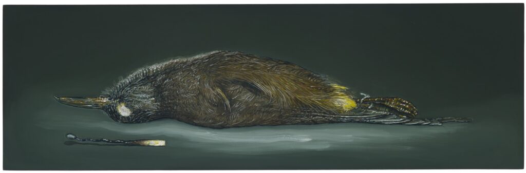 Alberto Rey, Extinct Birds Project_ Kauaʻi ʻōʻō (Moho braccatus ...